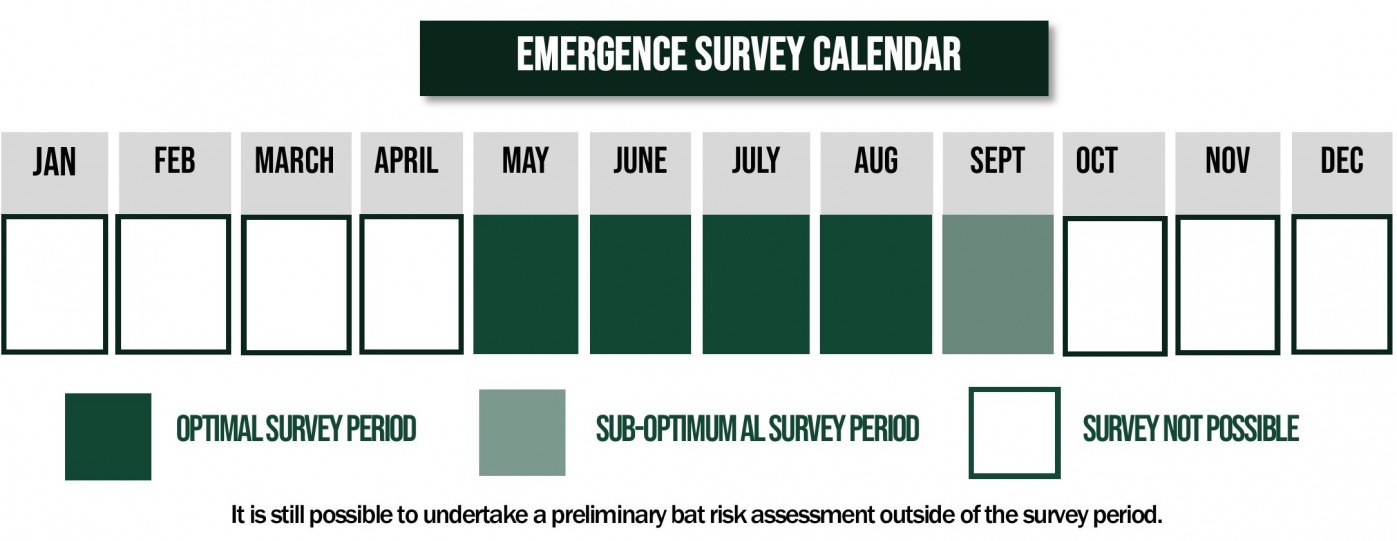 Bats and Homeowners | Biodiverse Consulting